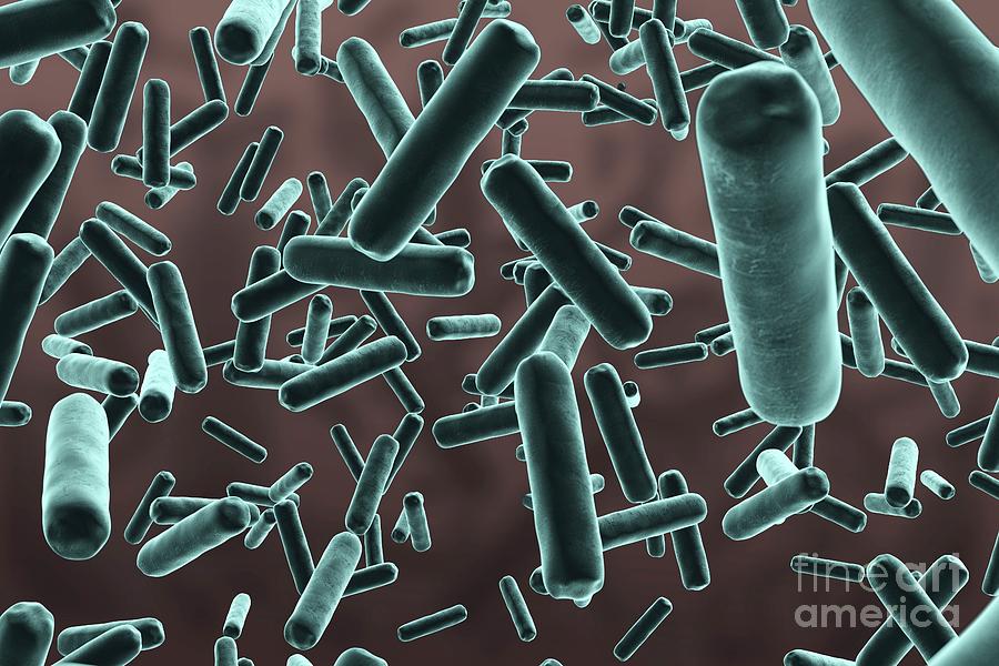 Bacteria by Steven Mcdowell / Science Photo Library