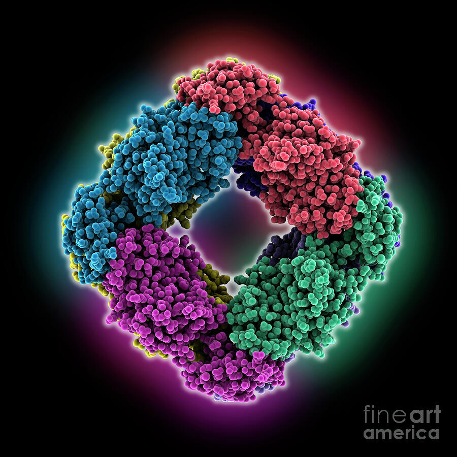 Baculovirus Late Expression Factor 3 by Laguna Design / Science Photo ...