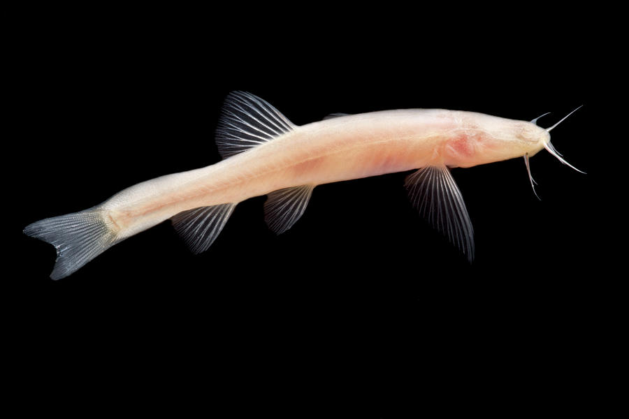 Blindcave Loach Triplophysa Jiarongensis by Dante Fenolio