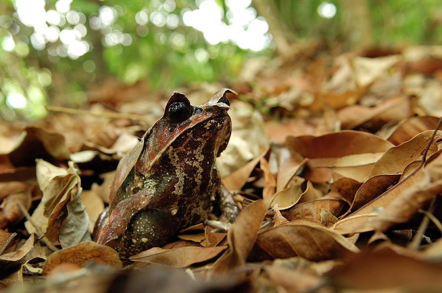 Bornean Horned Frog Megophrys Nasuta by Nhpa