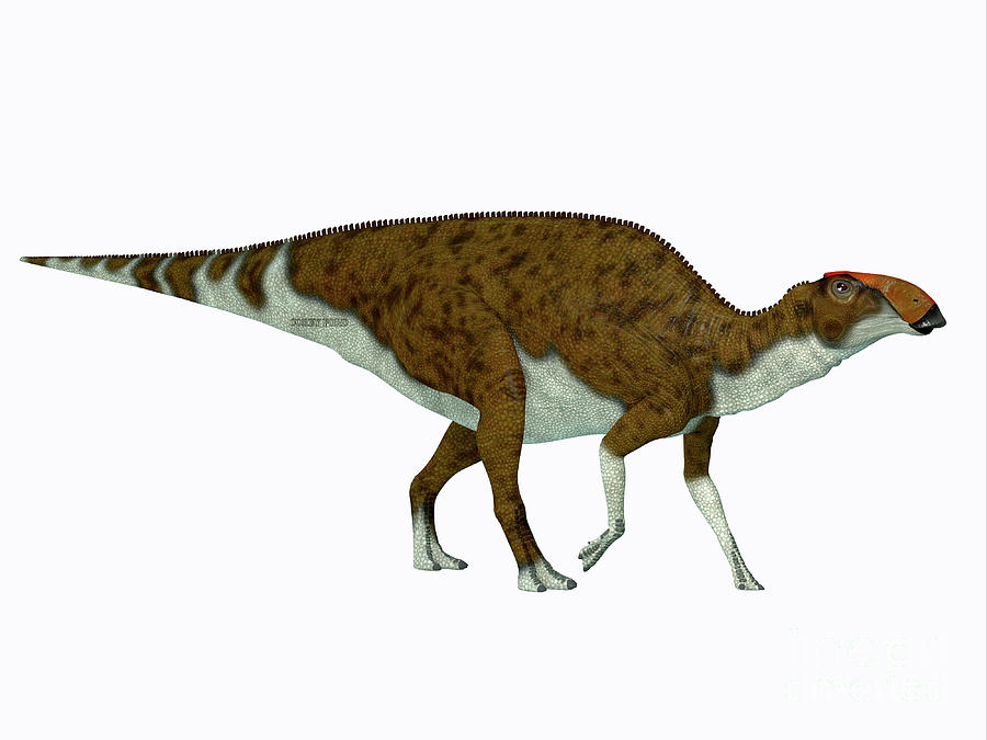 Brachylophosaurus Dinosaur Side Profile by Corey Ford - Royalty Free ...