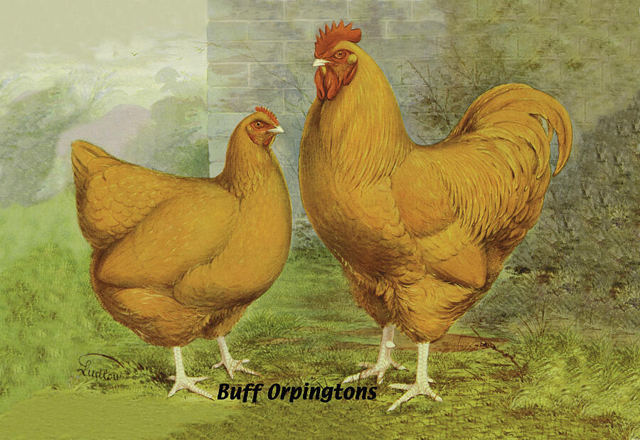 Buff Orpingtons by Buyenlarge