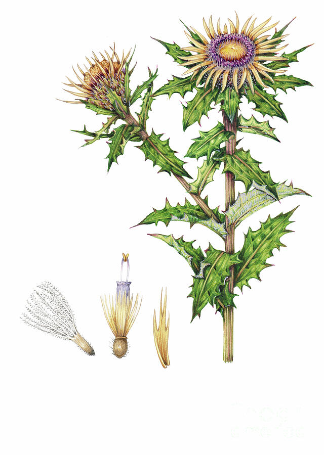 Carline Thistle (carlina Vulgaris) by Lizzie Harper / Science Photo Library