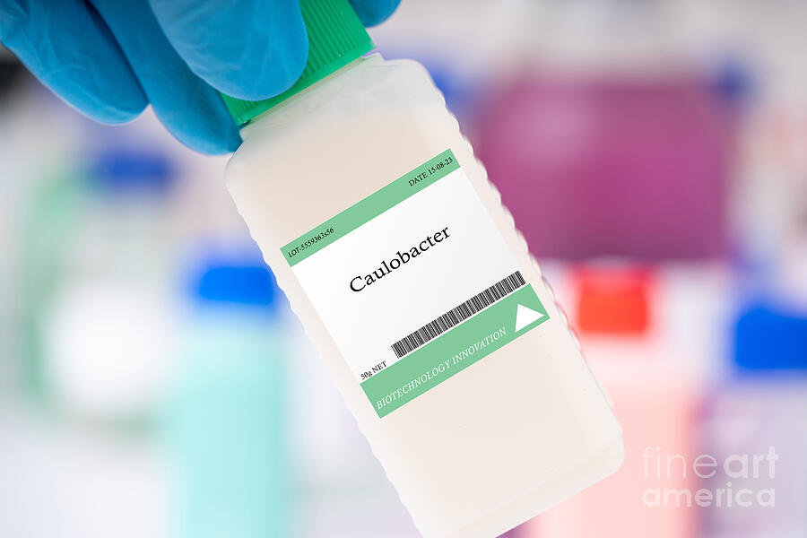 Caulobacter Bacteria by Wladimir Bulgar / Science Photo Library