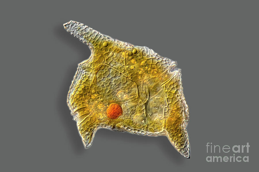 Ceratium Cornutum Algae by Frank Fox / Science Photo Library