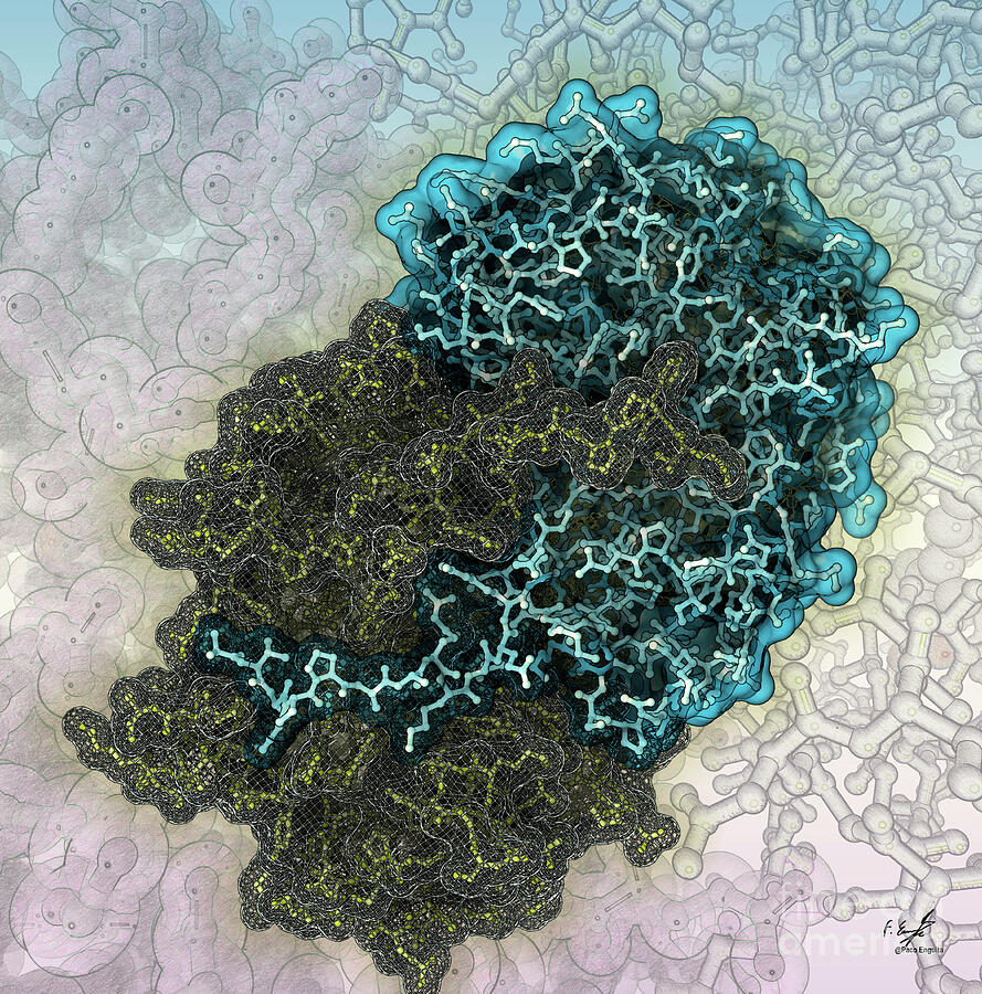 Chalcone Synthase 1 by Francisco J. Enguita / Science Photo Library