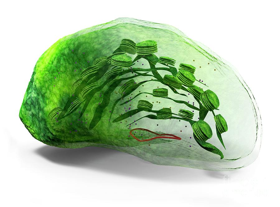 Chloroplast by Carlos Clarivan / Science Photo Library