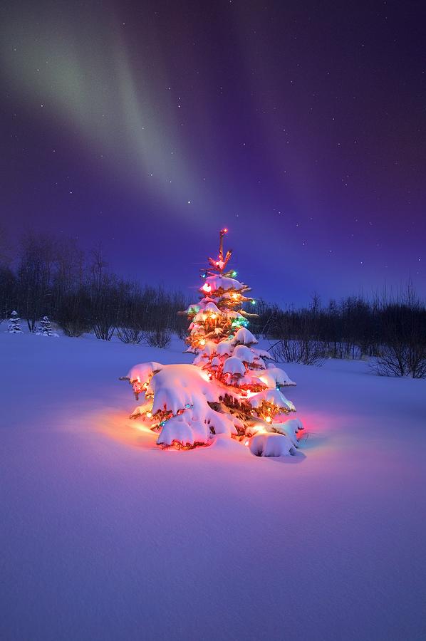 Christmas Tree Glowing Under The by Design Pics carson Ganci