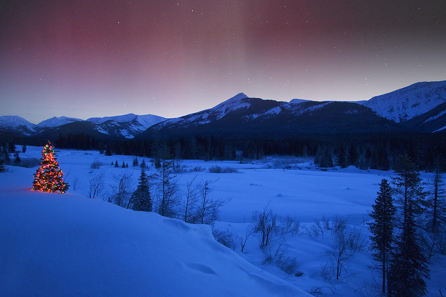 Christmas Tree Under Northern Lights by Design Pics carson Ganci