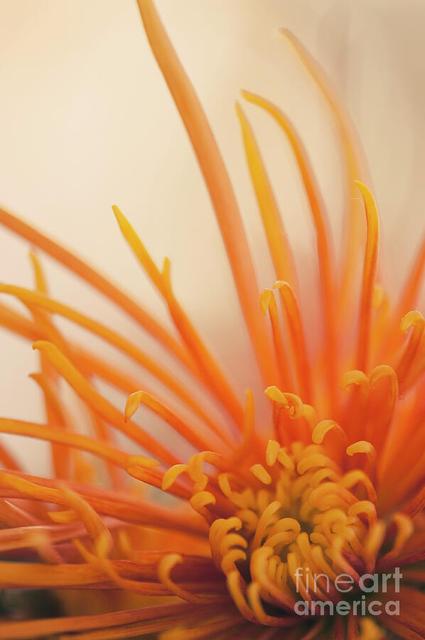 Chrysanthemum (chrysanthemum X Morifolium) Flower by Maria Mosolova ...