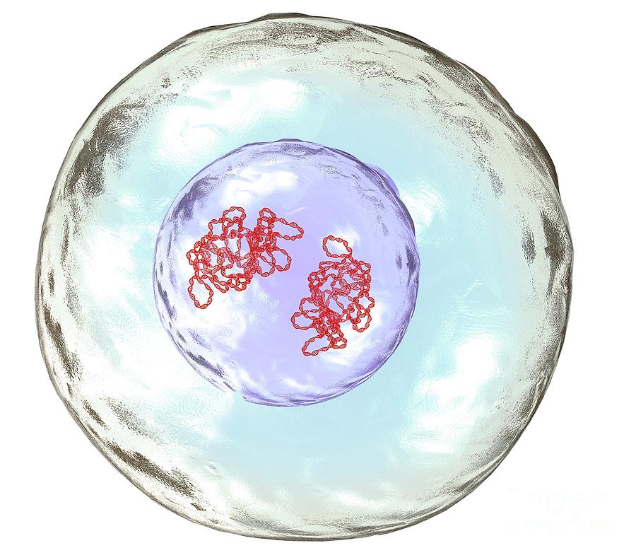 Cleavage Cell Division by Henning Dalhoff / Science Photo Library