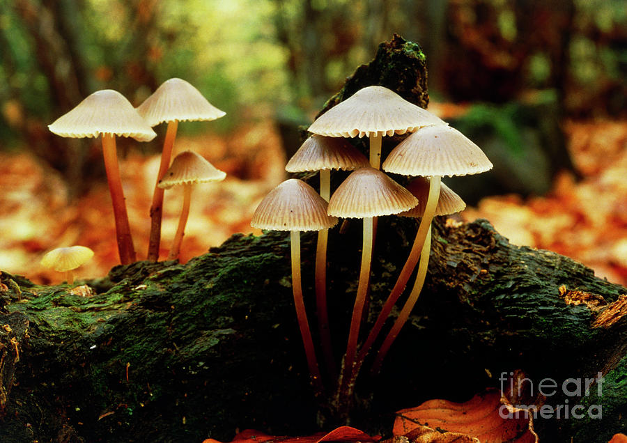 Clustered Oak Bonnet Mushrooms by Vaughan Fleming / Science Photo Library