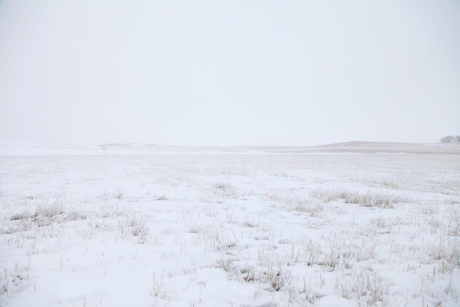 Cold Winter Scene Of An Open Wheat Field by Lori Andrews