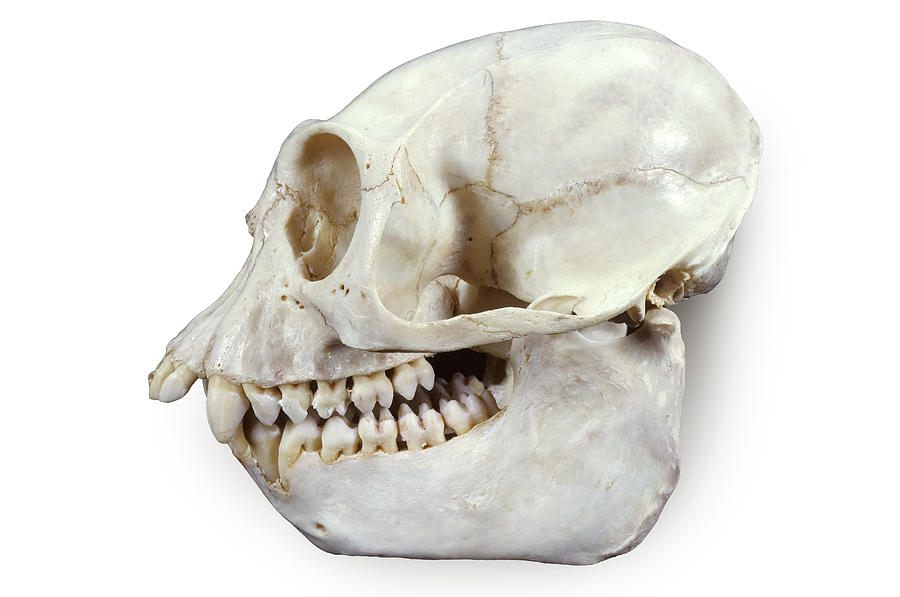 Colobus Monkey Skull by Phil DEGGINGER