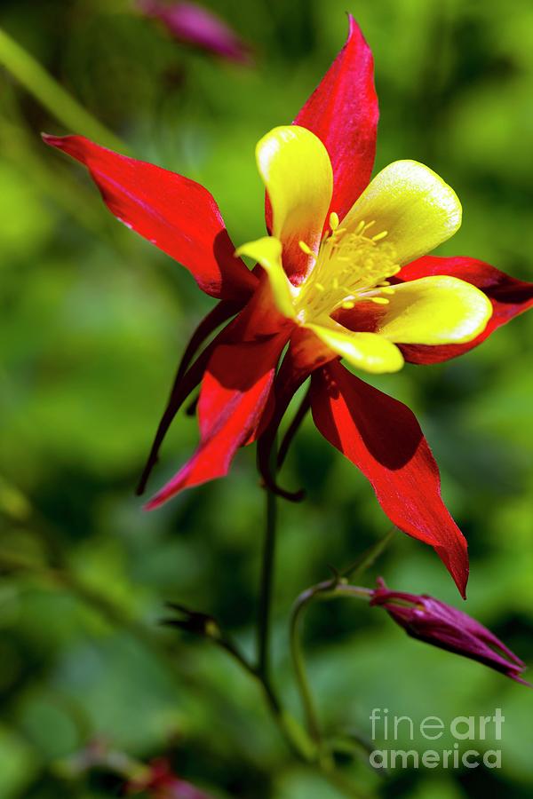 Columbine (aquilegia) by Dr Keith Wheeler / Science Photo Library