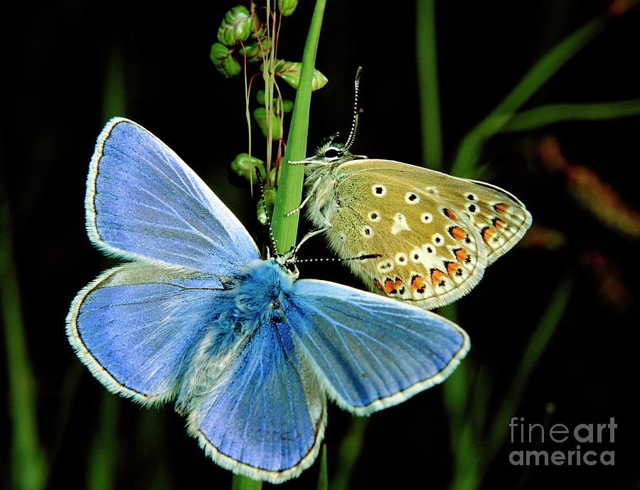 Common Blue Butterfly by Richard Marpole / Science Photo Library