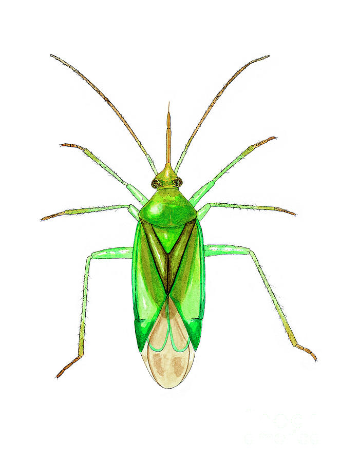 Common Green Capsid Bug by Dr Keith Wheeler / Science Photo Library