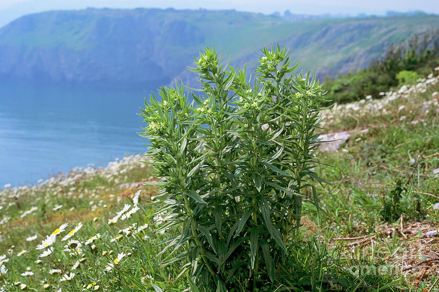 Common Gromwell by Geoff Kidd / Science Photo Library