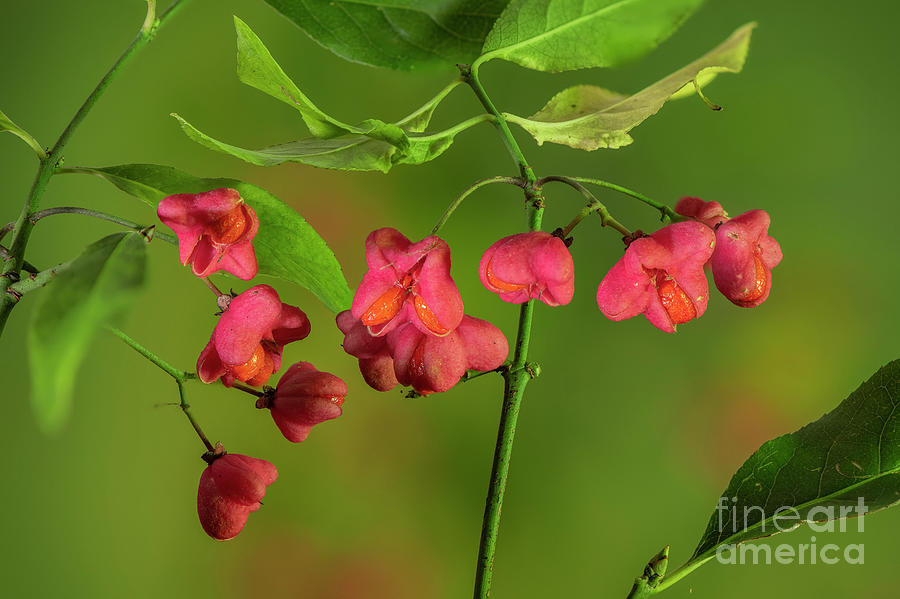 Common Spindle In Fruit by Bob Gibbons / Science Photo Library