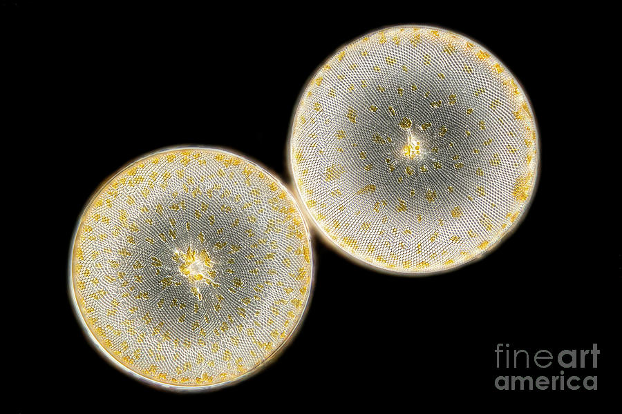 Coscinodiscus Sp. Algae by Frank Fox / Science Photo Library