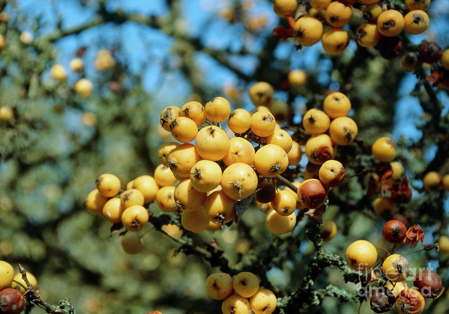 Crab Apple (malus X Zumi 'golden Hornet') by Mike Comb / Science Photo ...