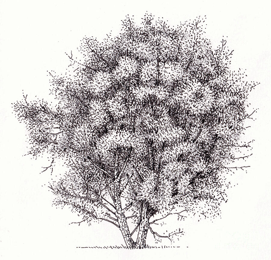 Crack Willow Tree (salix Fragilis) by Lizzie Harper / Science Photo Library