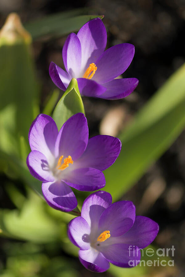 Crocus (crocus Tommasinianus 'ruby Giant') by Maria Mosolova / Science ...