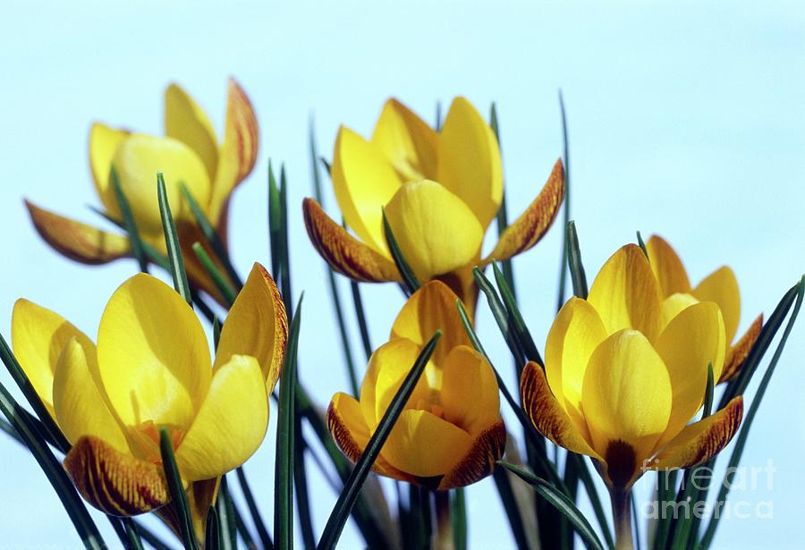 Crocus Zwanenberg Bronze. by Joseph Malcolm Smith / Science Photo Library