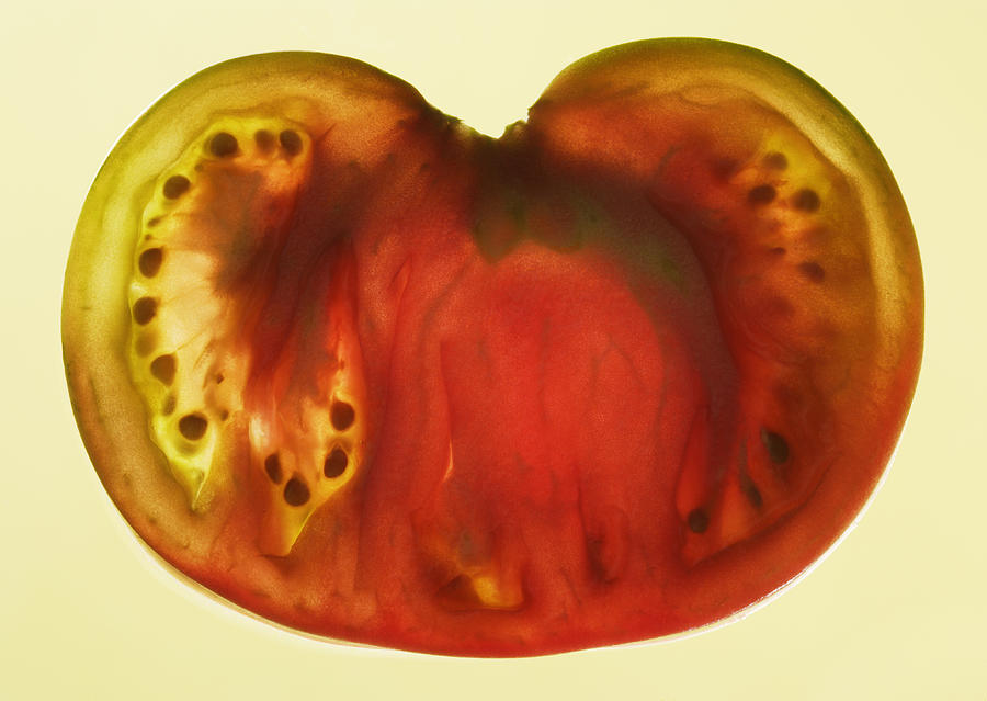 Cross Section Of Tomato, Studio Shot by Paul Taylor