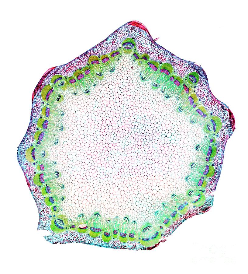 Dandelion Plant Stem by Dr Keith Wheeler / Science Photo Library