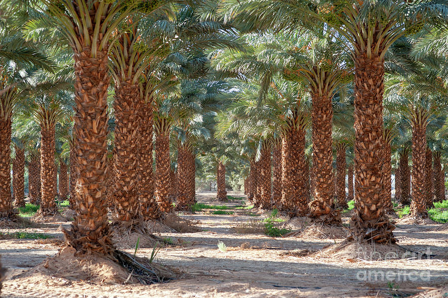 Date Farming by Marco Ansaloni / Science Photo Library