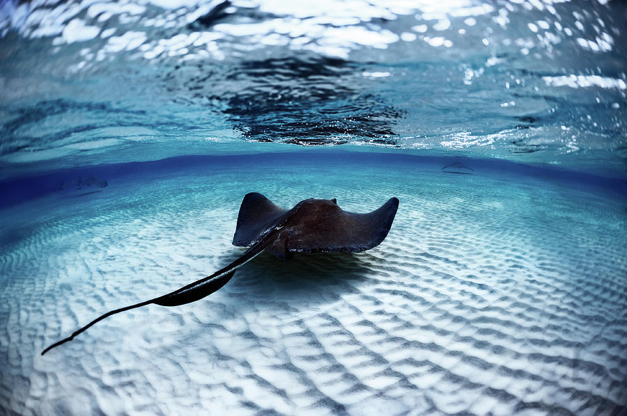 Deadly Stingray by Extreme-photographer