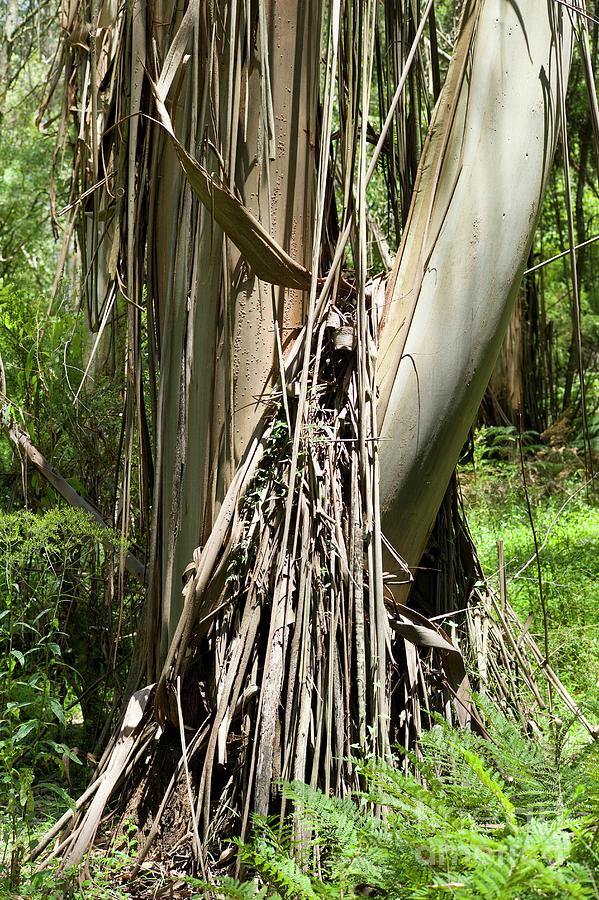 Decorticating Bark Of Eucalyptus Regnans by Dr Jeremy Burgess / Science ...
