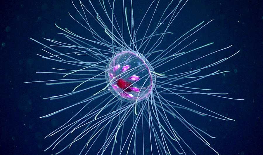 Deep Sea Jellyfish Crossota Millsae by Science Source