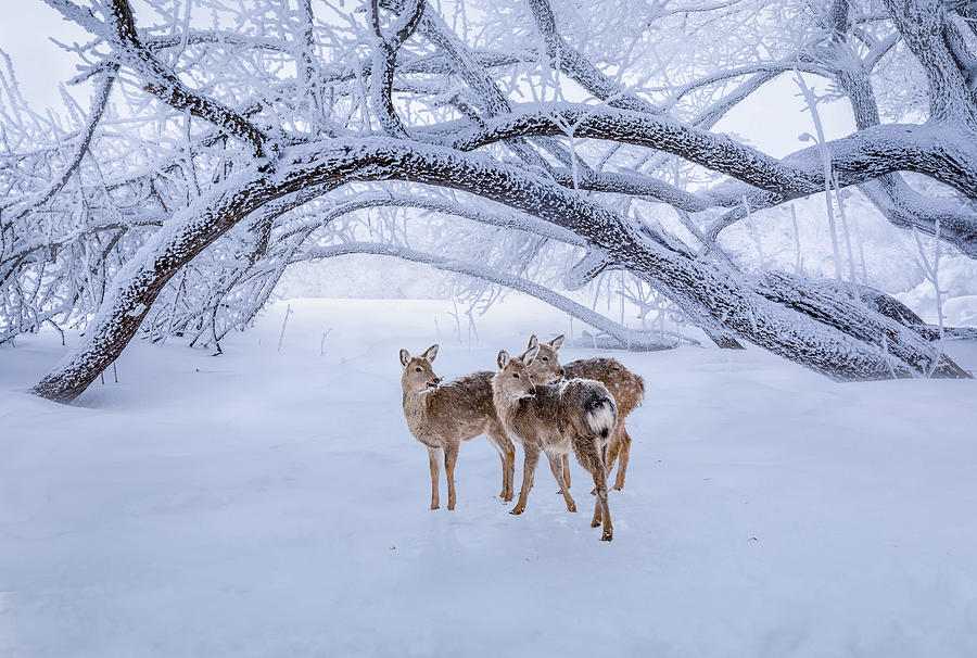 Deers\' Walk In Snow by Irene Wu