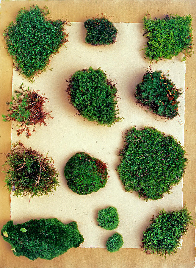 Different Kinds Of Mosses by Richard Felber