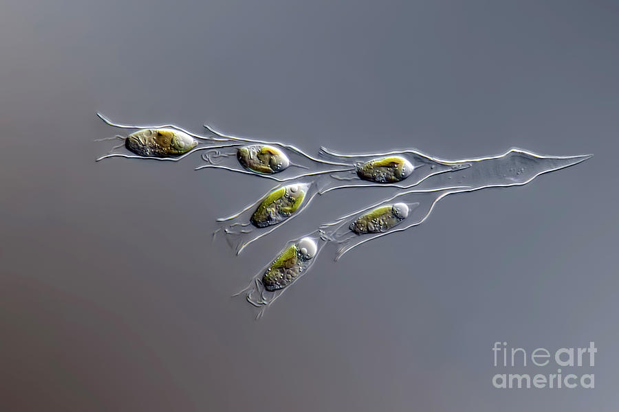 Dinobryon Divergens Algae by Frank Fox / Science Photo Library