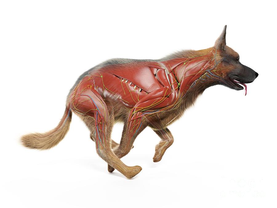 Dog Muscles by 3Dmedisphere / Science Photo Library