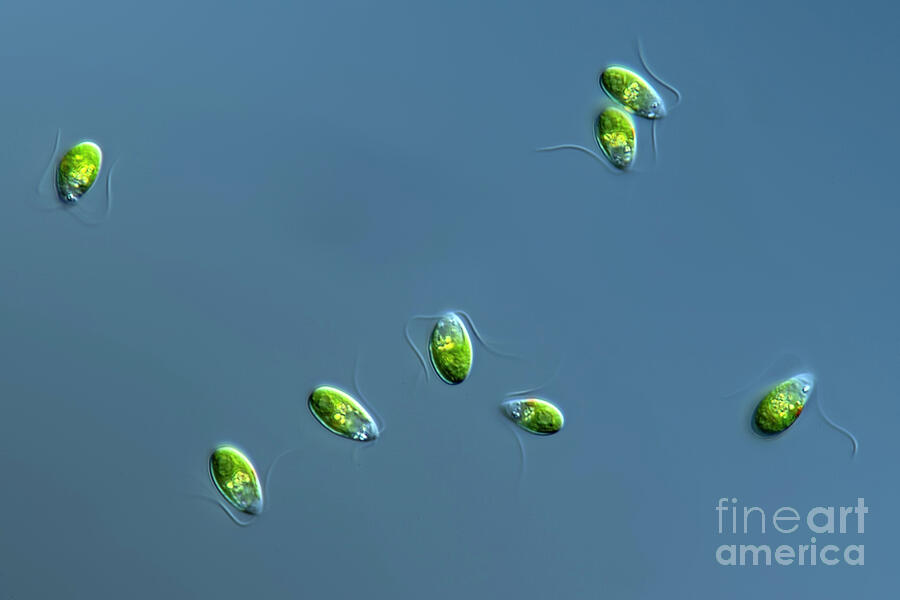 Dunaliella Primolecta Algae by Frank Fox / Science Photo Library