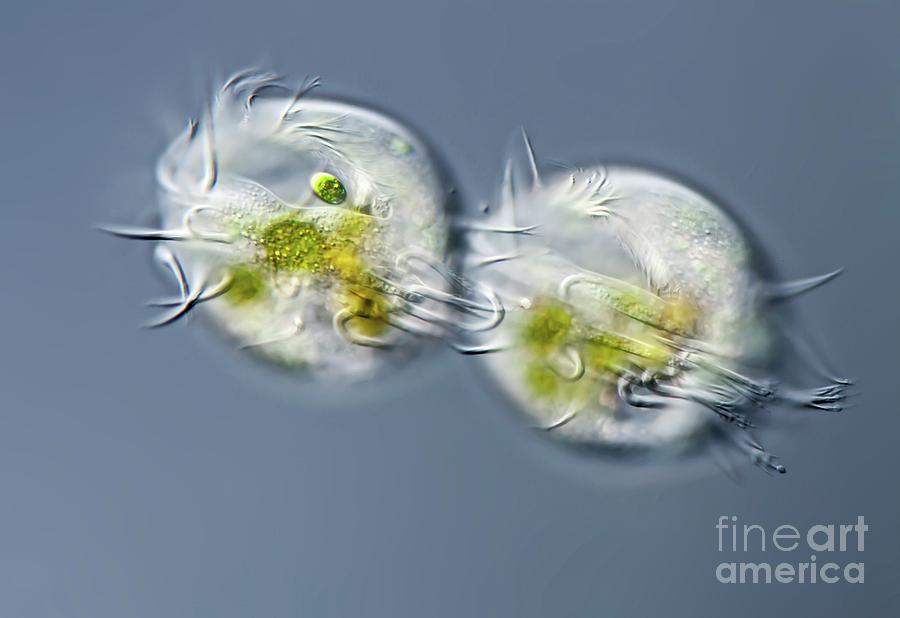 Euplotes Ciliates Dividing by Gerd Guenther / Science Photo Library