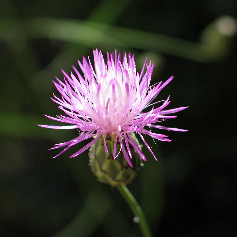 Flower by Pilar Flores