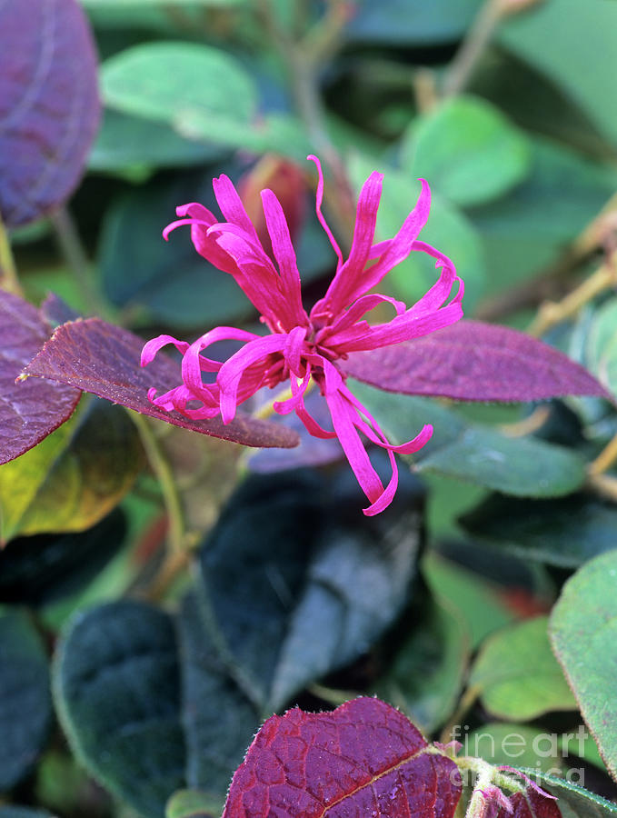 Fringeflower 'daybreak's Flame' by Geoff Kidd / Science Photo Library