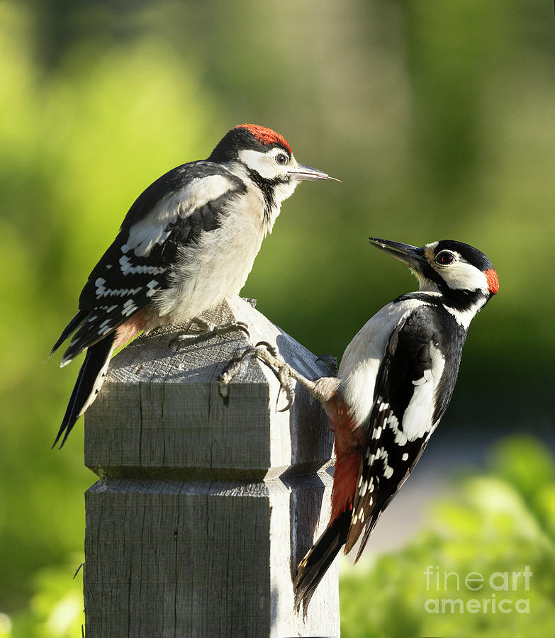 Greater Spotted Woodpecker With Young Feeding by Chris Madeley ...