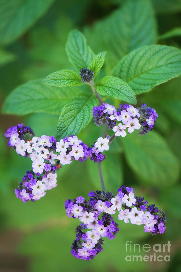 Heliotrope (heliotropium Arborescens) Flowers by Maria Mosolova ...