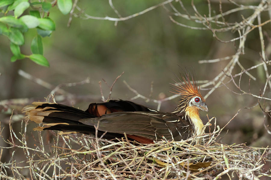 Hoatzin In A Nest by Dr P. Marazzi / Science Photo Library