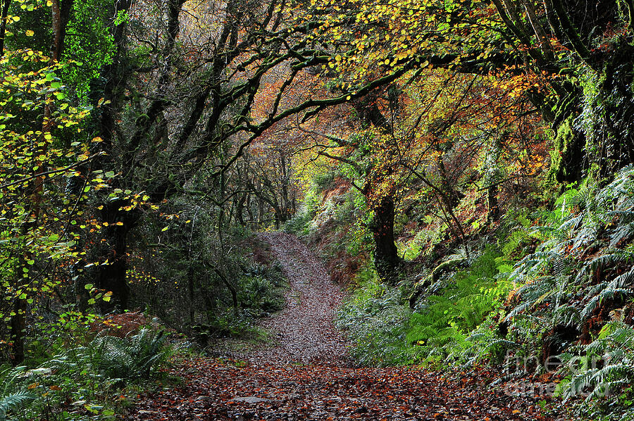 Horner Wood by Colin Varndell / Science Photo Library