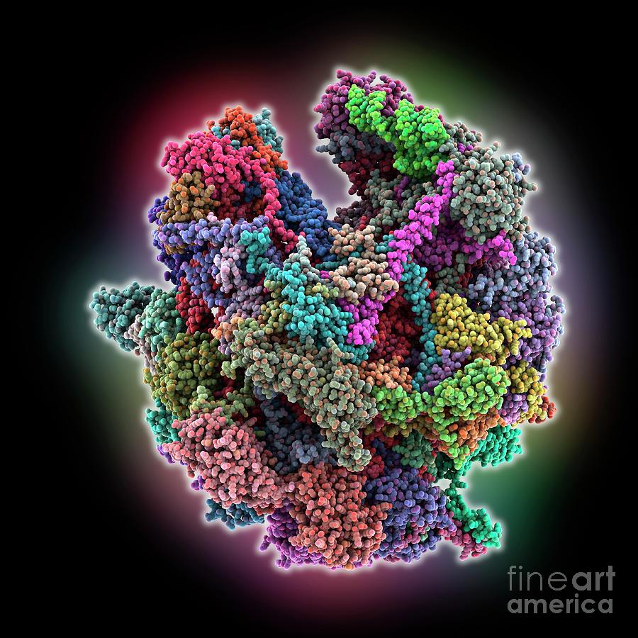 Human Mitochondrial Large Subunit by Laguna Design / Science Photo Library