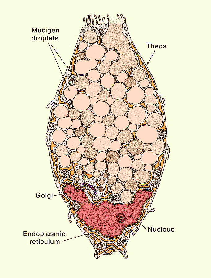 Intestinal Goblet Cell, Labeled by Science Source