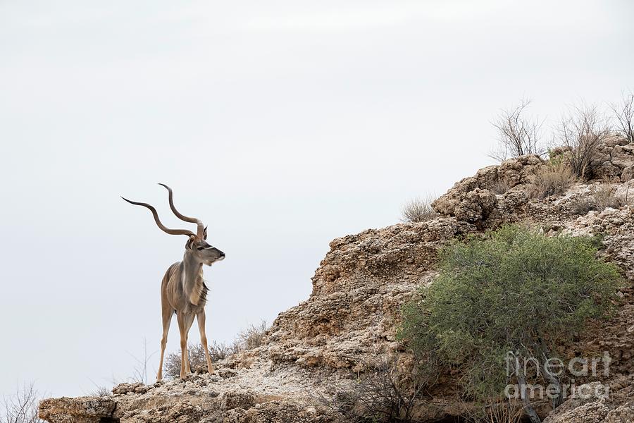 Kudu Bull On A Calcrete Slop by Tony Camacho / Science Photo Library