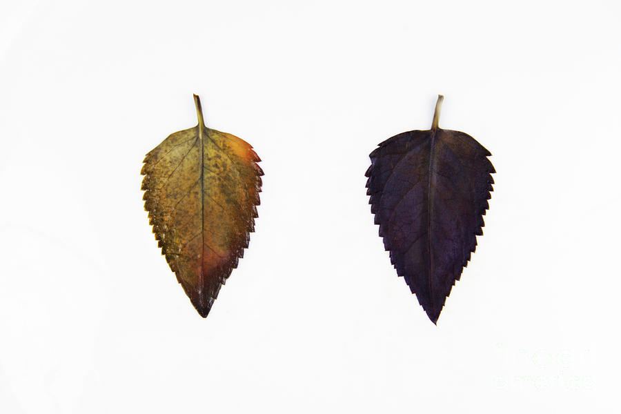 Leaf Starch Test by Cordelia Molloy / Science Photo Library